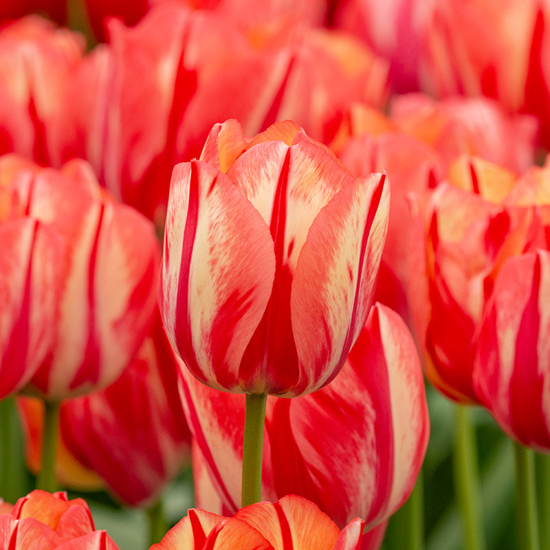 Tulip Bulbs | Flowerbulb Wholesale | CSW Landscaping Netherlands