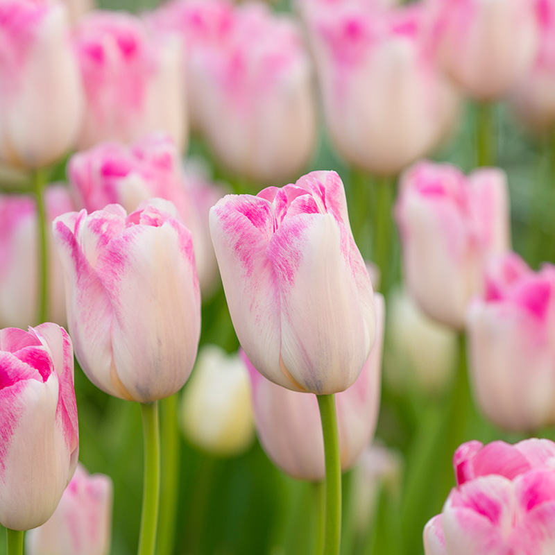 Tulip Bulbs | Flowerbulb Wholesale | CSW Landscaping Netherlands