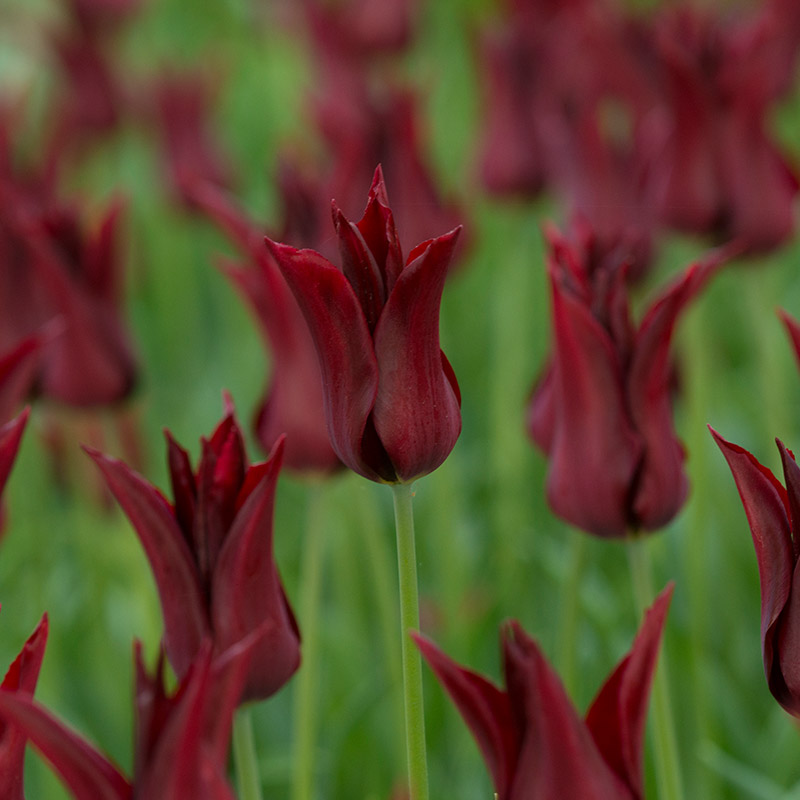 Tulip Bulbs | Flowerbulb Wholesale | CSW Landscaping Netherlands