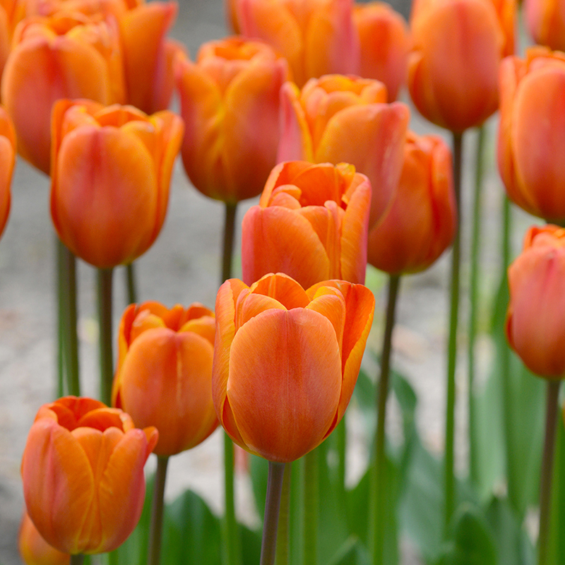 Tulip Bulbs | Flowerbulb Wholesale | CSW Landscaping Netherlands