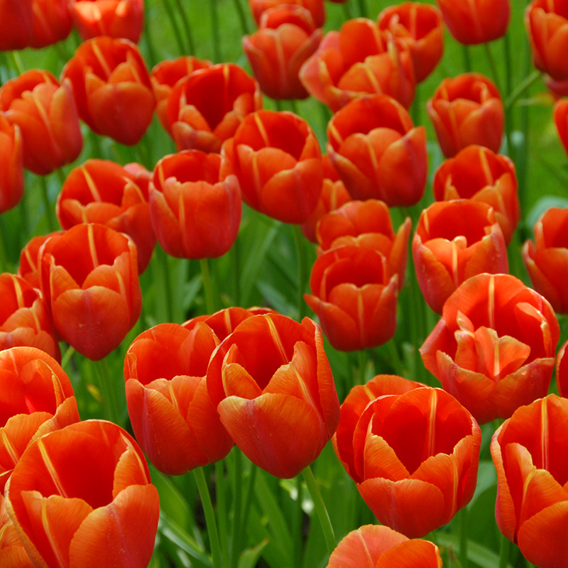 Tulipa