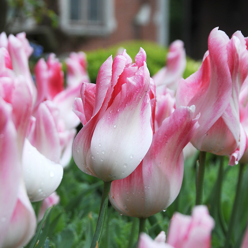 Tulip Bulbs | Flowerbulb Wholesale | CSW Landscaping Netherlands