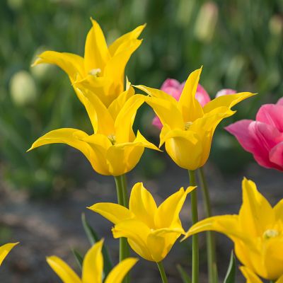 Tulip Bulbs | Flowerbulb Wholesale | CSW Landscaping Netherlands