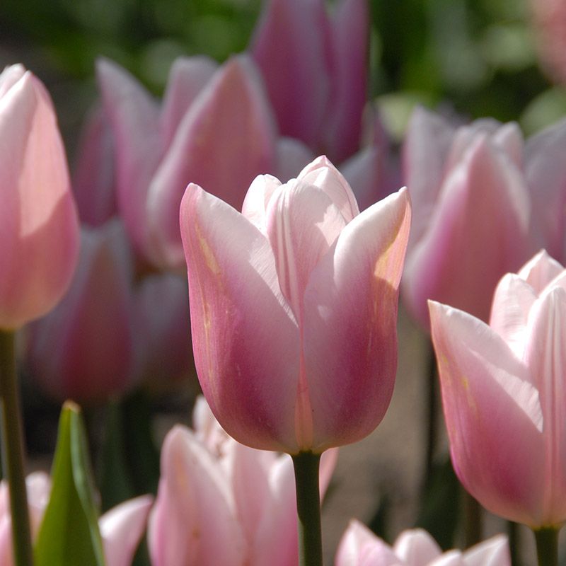 Tulip Bulbs | Flowerbulb Wholesale | CSW Landscaping Netherlands