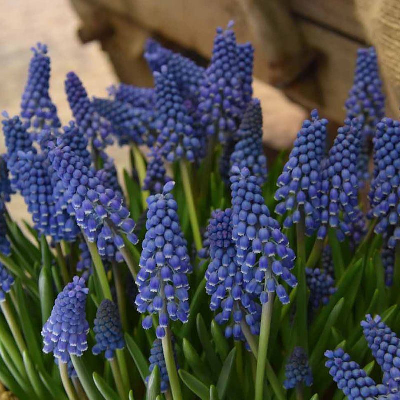 Muscari | Flowerbulb Wholesale | CSW Landscaping Netherlands